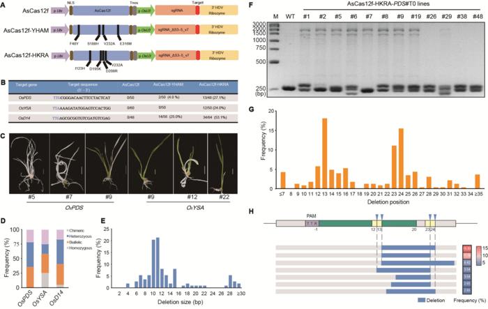 Efficient genome editing in rice with miniatu | EurekAlert!