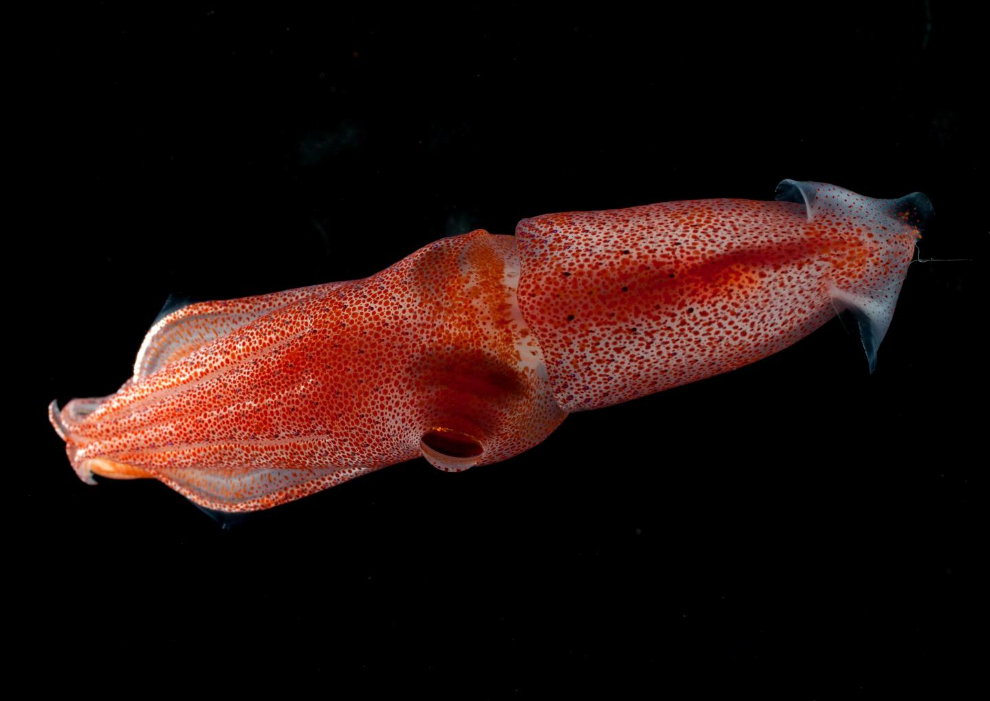 Cockeyed Squid Histioteuthi [IMAGE] | EurekAlert! Science News Releases