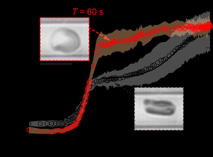 Figure 2: Drastic Difference i [IMAGE] | EurekAlert! Science News Releases