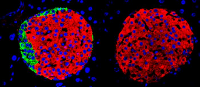 Insulin cells don’t need to te [IMAGE] | EurekAlert! Science News Releases