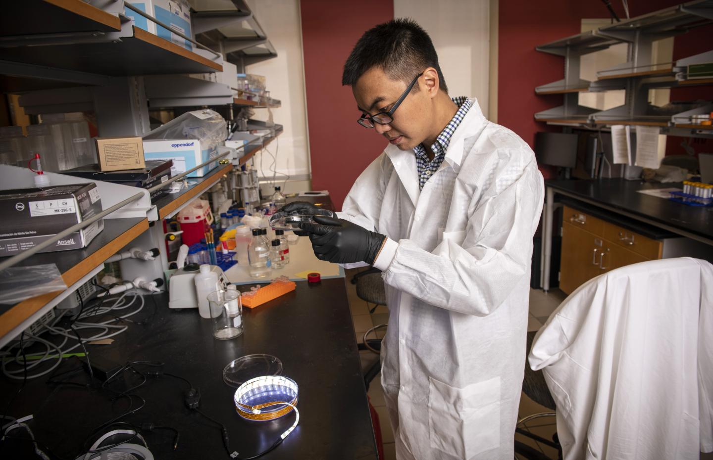 Expansion Microscopy [IMAGE] | EurekAlert! Science News Releases