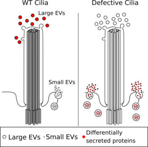 Ciliopathies: Tiny filament projections from | EurekAlert!
