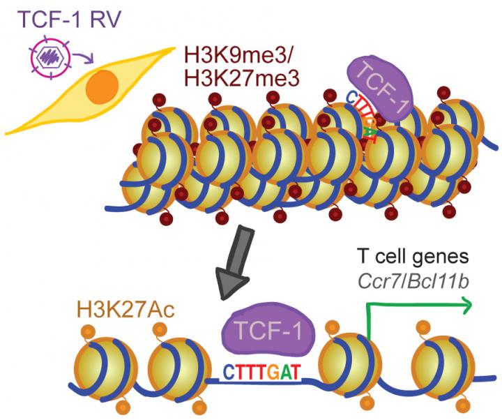 Chromatin Opening [IMAGE] | EurekAlert! Science News Releases