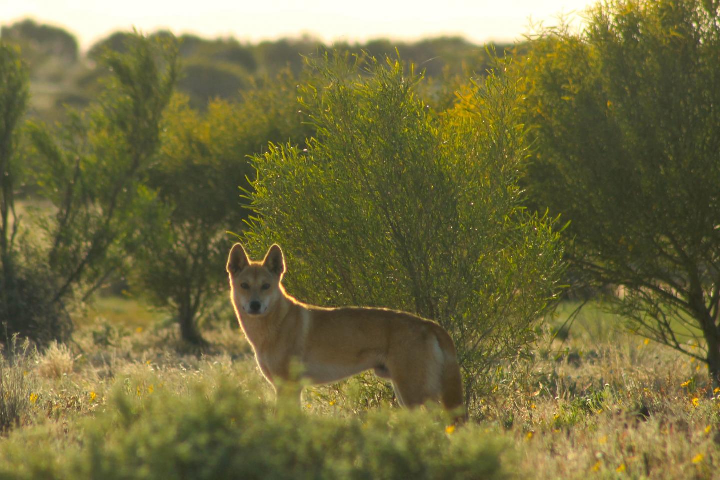 Dingo fence study shows dingo extermination l | EurekAlert!