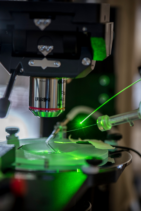 optogenetics [IMAGE] | EurekAlert! Science News Releases