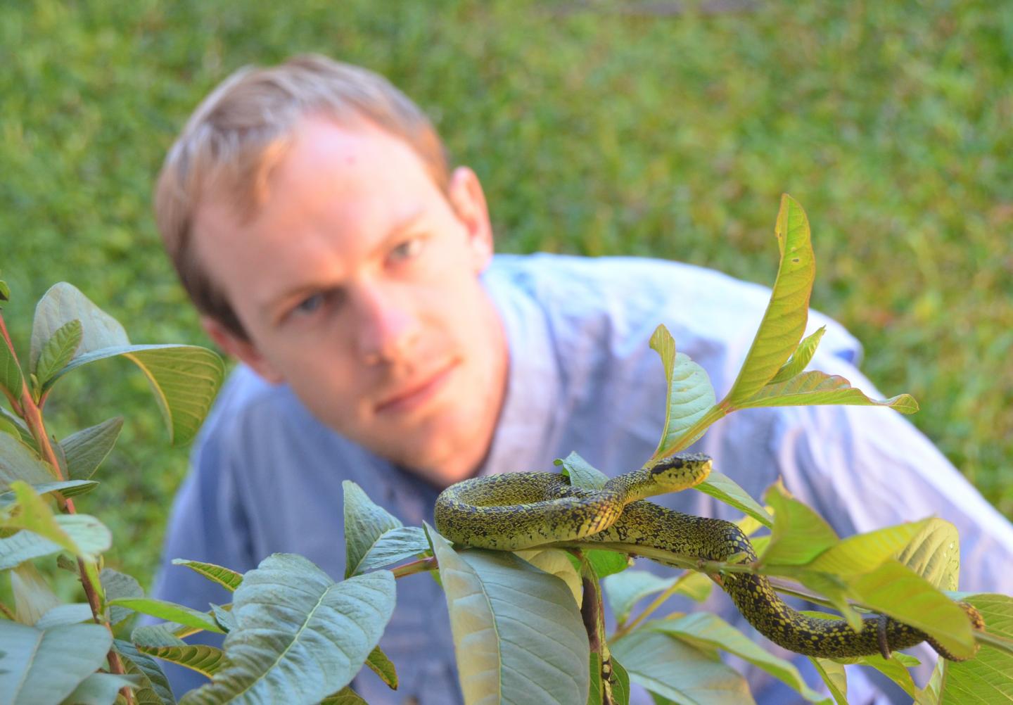New Costa Rican Snake Species [IMAGE] | EurekAlert! Science News Releases