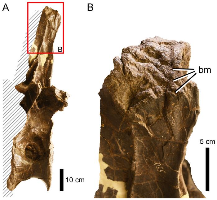Bite traces on a sauropod neur [IMAGE] | EurekAlert! Science News Releases