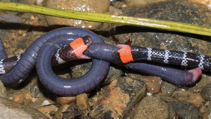 Two coral snakes competing ove [IMAGE] | EurekAlert! Science News Releases