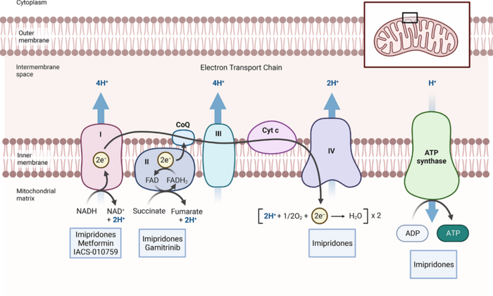 Cellular Respiration Diagram Labeled