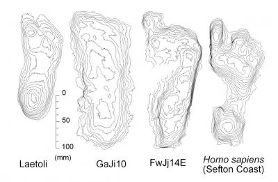 1.5 Million-Year Footprints Show Modern Strid | EurekAlert!