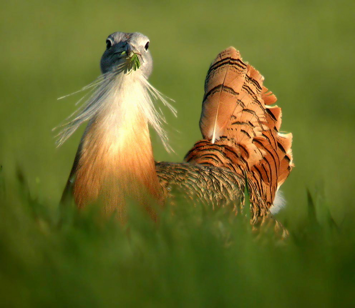 Male great bustard [IMAGE] | EurekAlert! Science News Releases