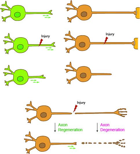 Axon Cartoon [IMAGE] | EurekAlert! Science News Releases