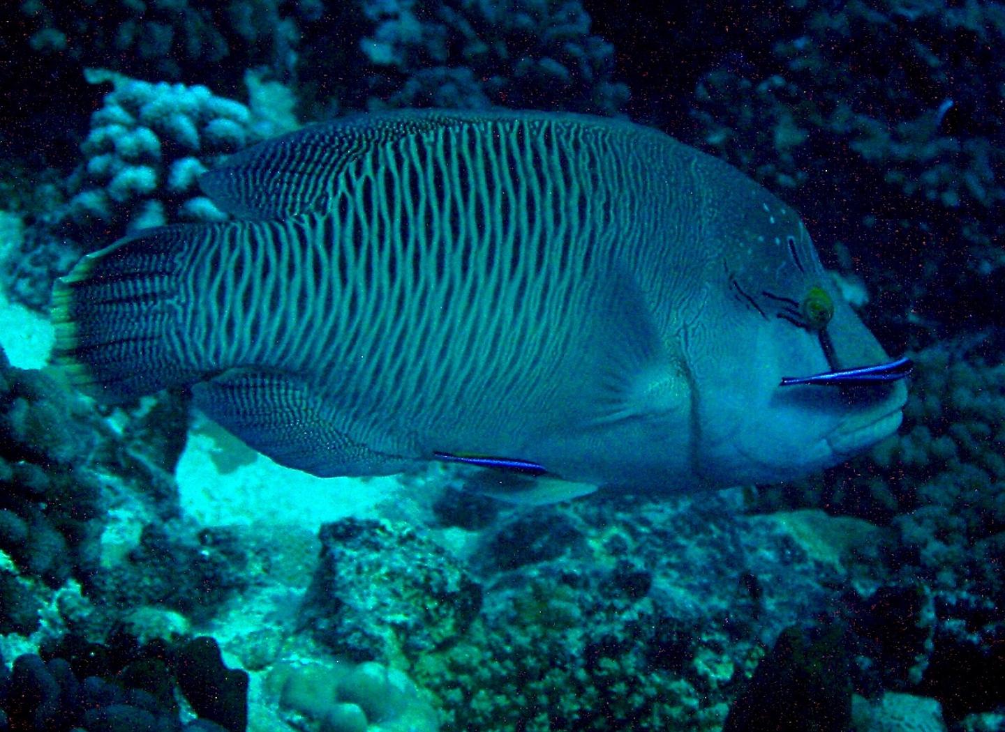 Cleaner Fish (1 of 2) [IMAGE] | EurekAlert! Science News Releases