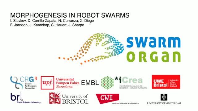 Building a Robotic Swarm That Is Greater than | EurekAlert!