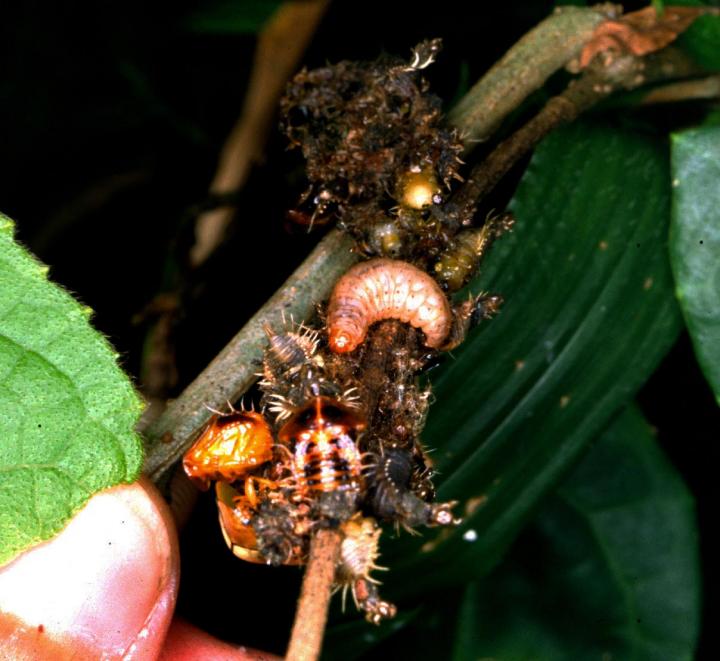 Larva vs. Larvae [IMAGE] | EurekAlert! Science News Releases