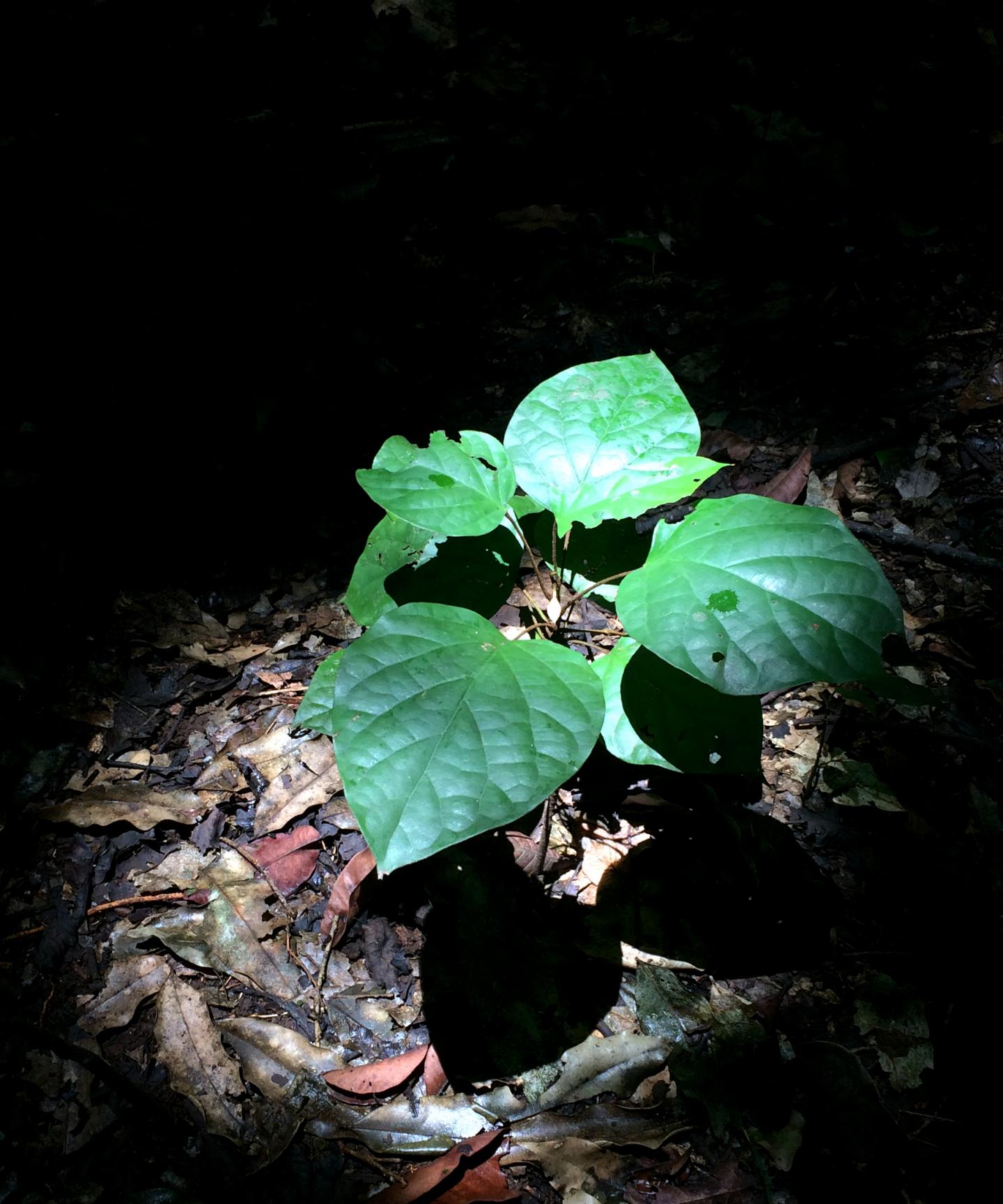 Under the Arboreal Canopy [IMAGE] | EurekAlert! Science News Releases