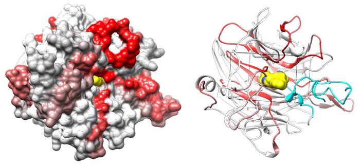 Protein surface and ribbon [IMAGE] | EurekAlert! Science News Releases