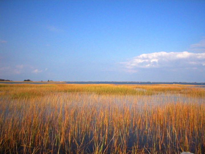 Study predicts salt marshes will persist desp | EurekAlert!
