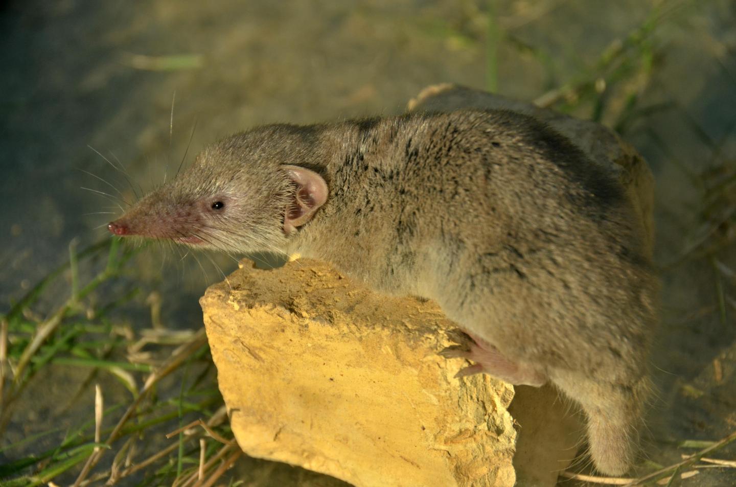 Mapping the migration of house shrews | EurekAlert!