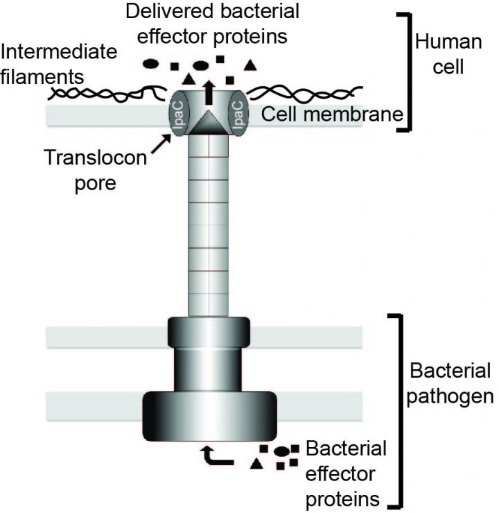 Type 3 Secretion System [IMAGE] | EurekAlert! Science News Releases