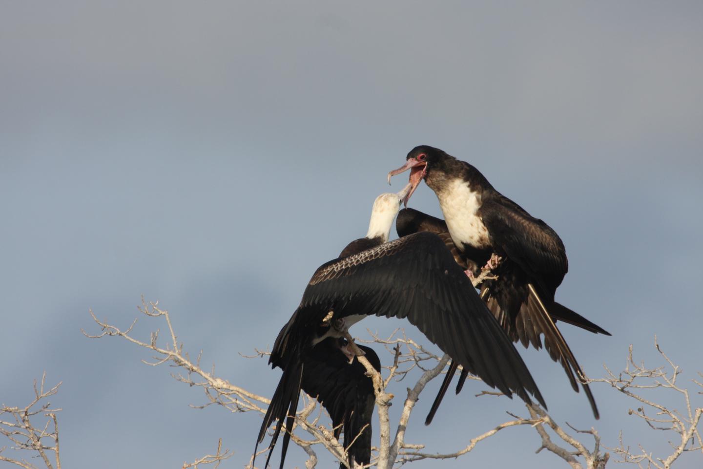 For Frigate Birds, Staying Aloft for Months i | EurekAlert!