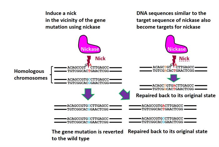 Fig. 2 [IMAGE] | EurekAlert! Science News Releases