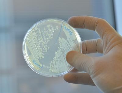 E. coli [IMAGE] | EurekAlert! Science News Releases