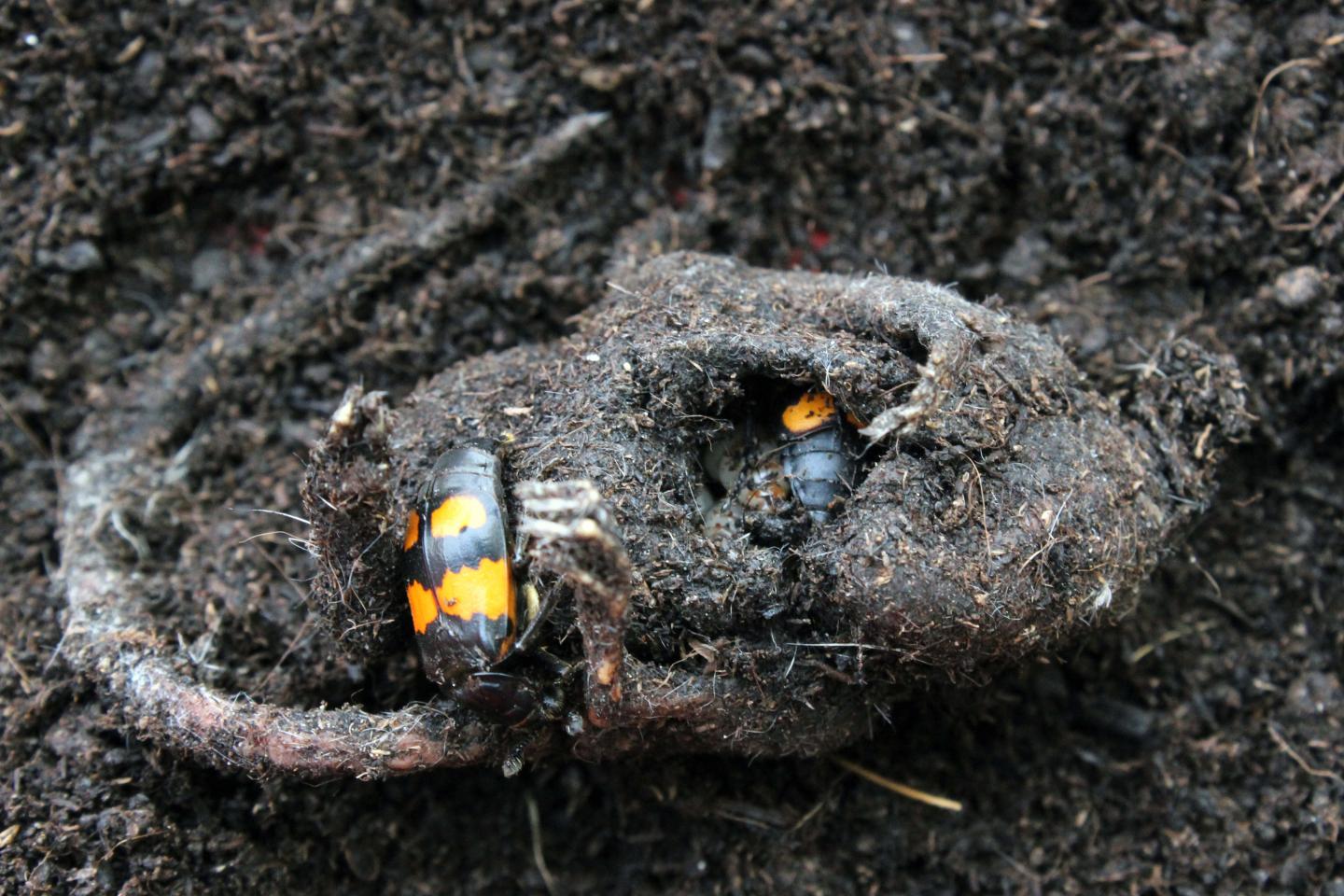 Nicrophorus vespilloides