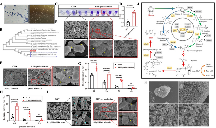 Poly-β-hydroxybutyrate alleviated diarrhea an | EurekAlert!
