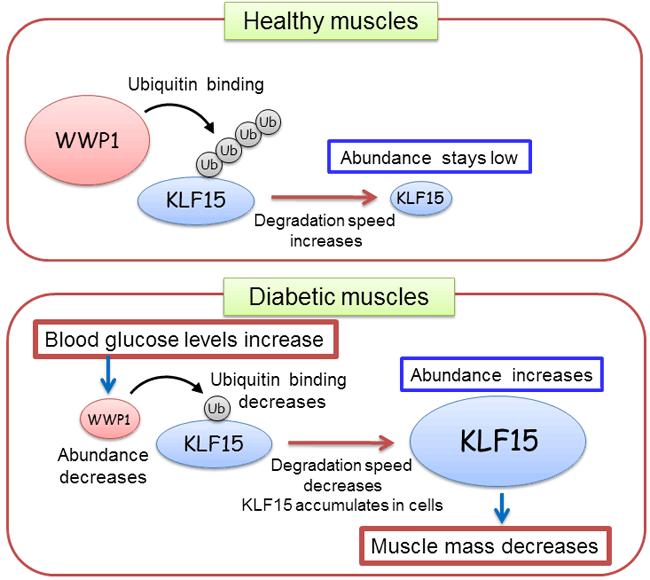 How Diabetes Causes Muscle Los [IMAGE] | EurekAlert! Science News Releases