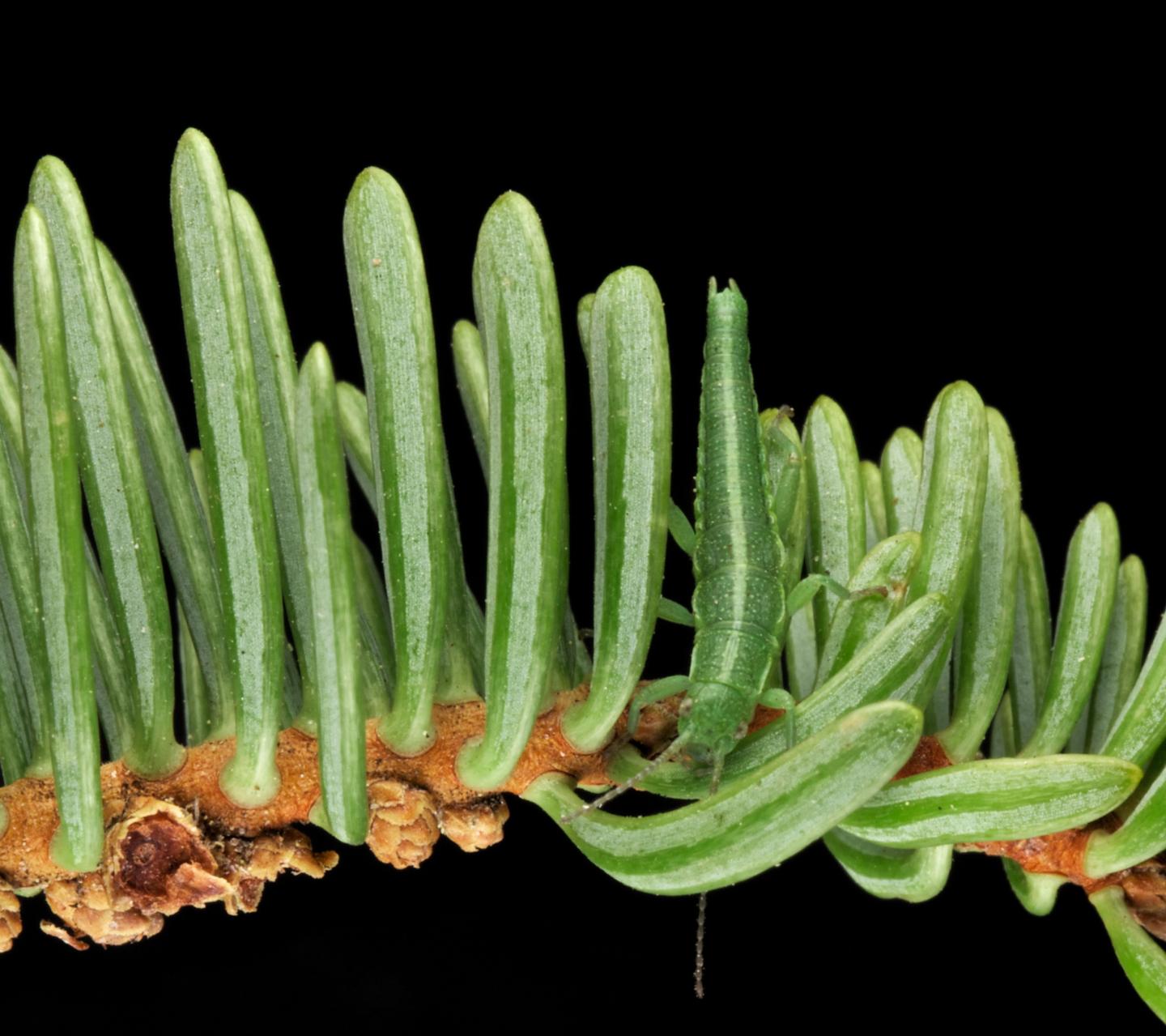 A Stick Insect of the Timem [IMAGE] | EurekAlert! Science News Releases