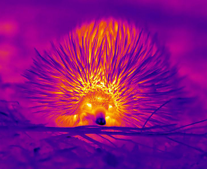 echidna thermal vision [IMAGE] | EurekAlert! Science News Releases