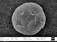 Coccolithophore [IMAGE] | EurekAlert! Science News Releases