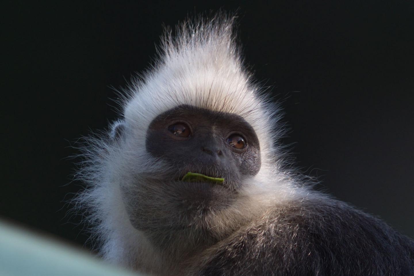 Hunting By Humans Significantly Reduces Bird | EurekAlert!