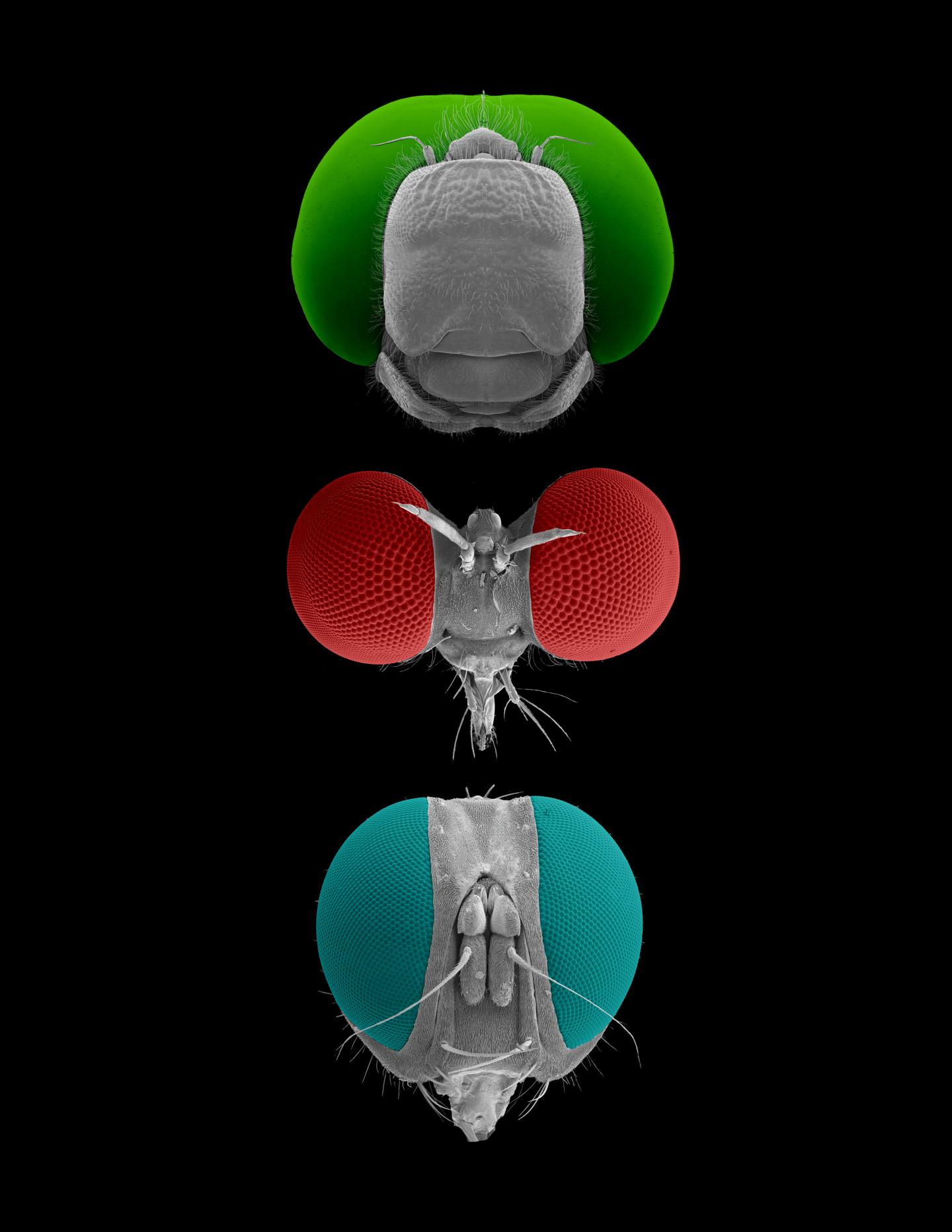 Three Predatory Insects [IMAGE] | EurekAlert! Science News Releases