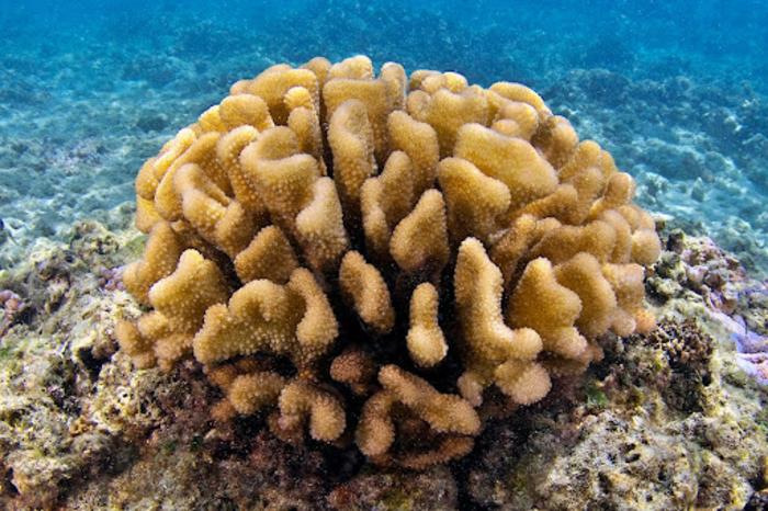 Coral [IMAGE] | EurekAlert! Science News Releases
