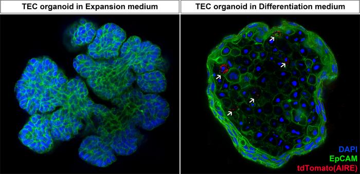 Scientists develop new organoid model to stud | EurekAlert!