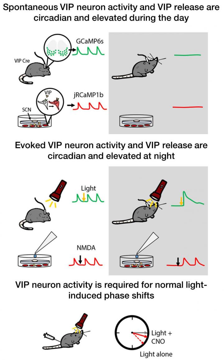 VIP neurons shift daily rhythms | EurekAlert!