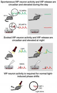 VIP neurons shift daily rhythms | EurekAlert!