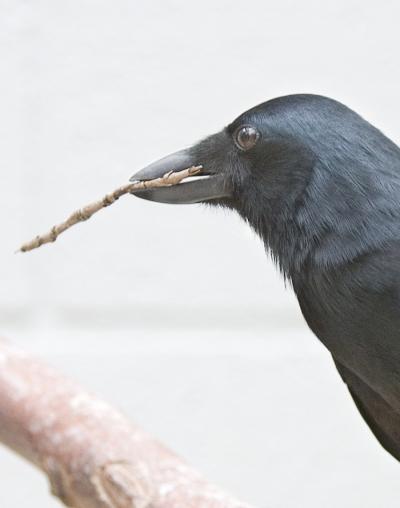 Tools Give Crafty Crows a Nutritional Advanta | EurekAlert!
