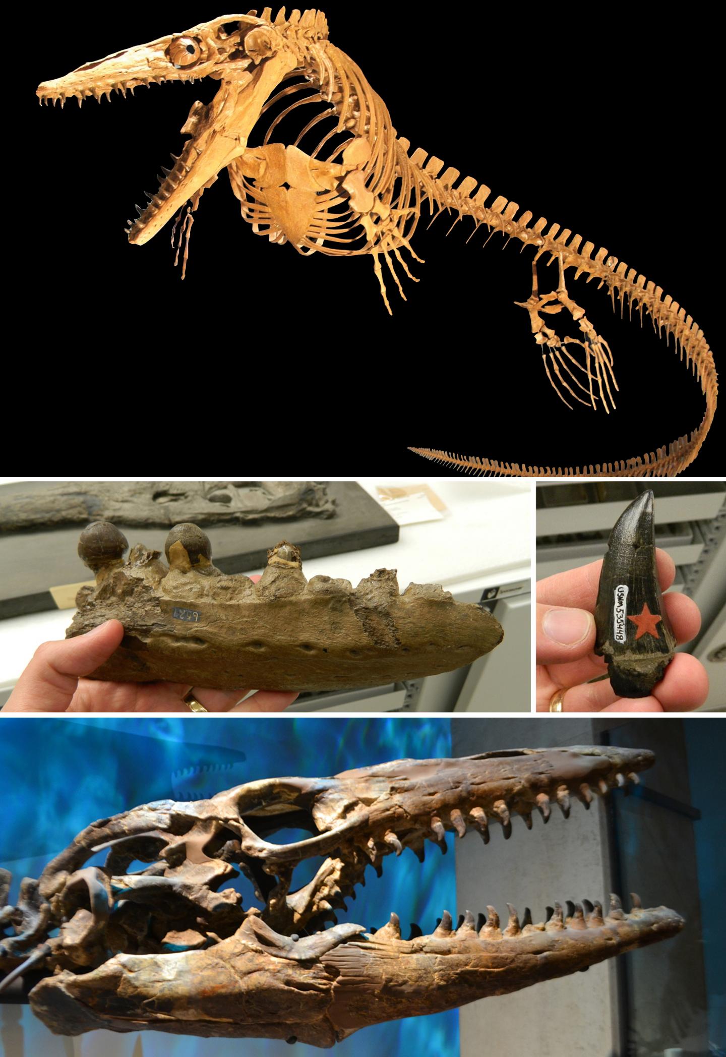 Missing bones and our understanding of ancien | EurekAlert!