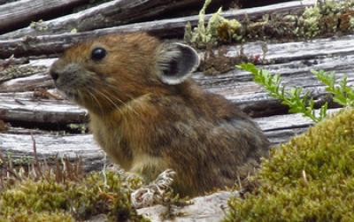 Pika Next to a Down Tree [IMAGE] | EurekAlert! Science News Releases