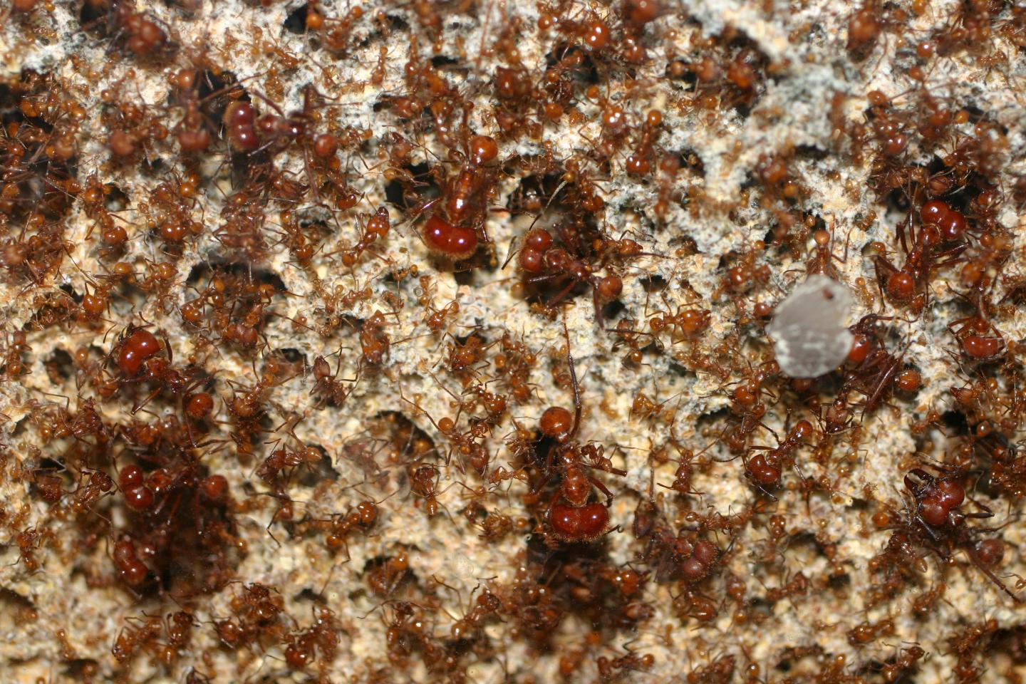 How fungus-farming ants could help solve our | EurekAlert!