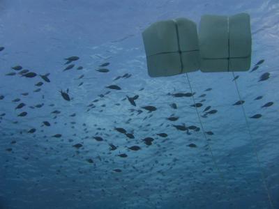 Reefs Lure Fish With Sulfurous [IMAGE] | EurekAlert! Science News Releases