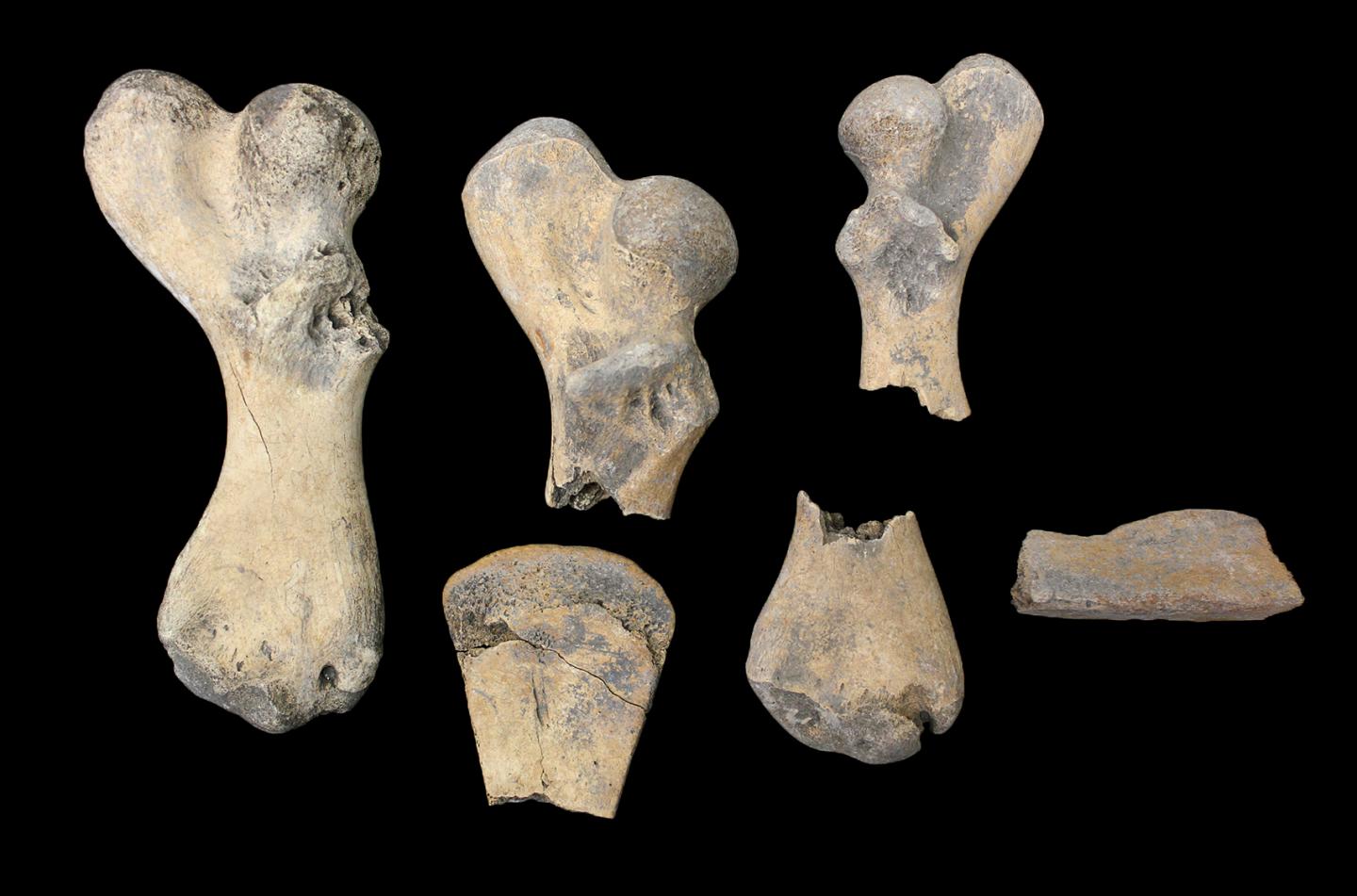 Ancient bone protein reveals which turtles we | EurekAlert!