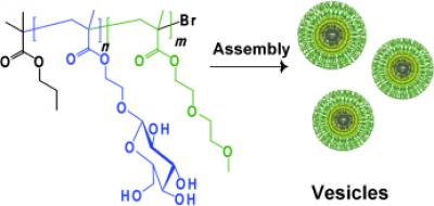 Vesicles Scheme [IMAGE] | EurekAlert! Science News Releases