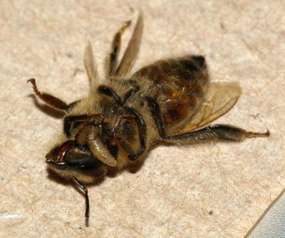 Phorid Larvae Exiting Bee [IMAGE] | EurekAlert! Science News Releases