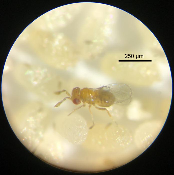 Wolbachia host [IMAGE] | EurekAlert! Science News Releases