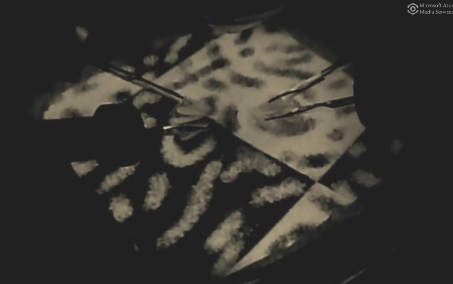 Lost fish find their way, thanks to their ‘an | EurekAlert!