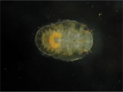 Juvenile Psyllid Insect [IMAGE] | EurekAlert! Science News Releases